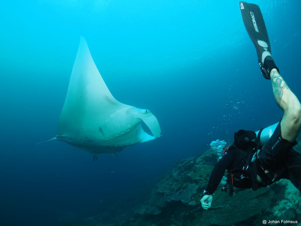 The Manta Ray is many scuba divers’ favourite animal