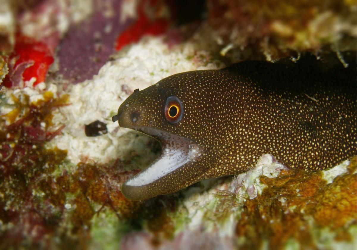 The Giant Moray Eel is just one of many species of Moray Eel