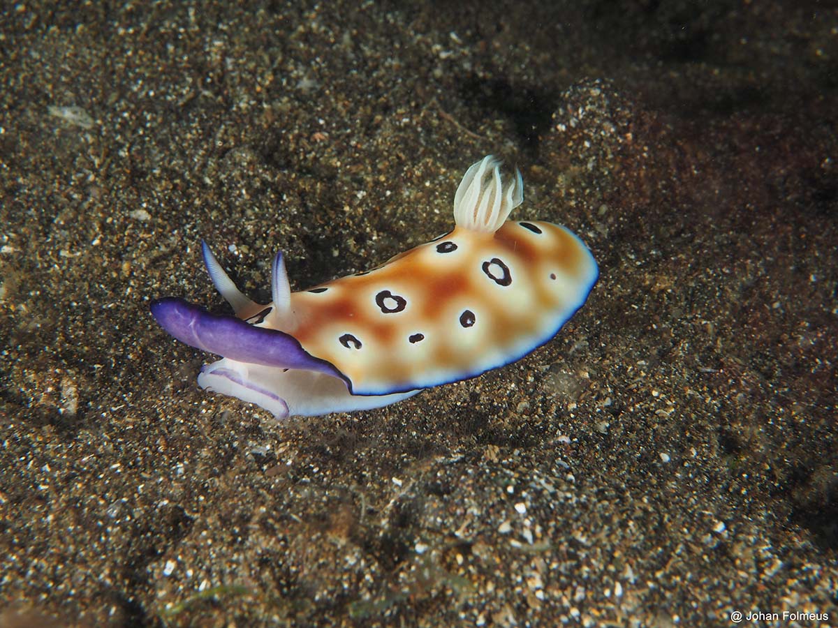 Divers usually love or hate the sea slug, or nudibranch.